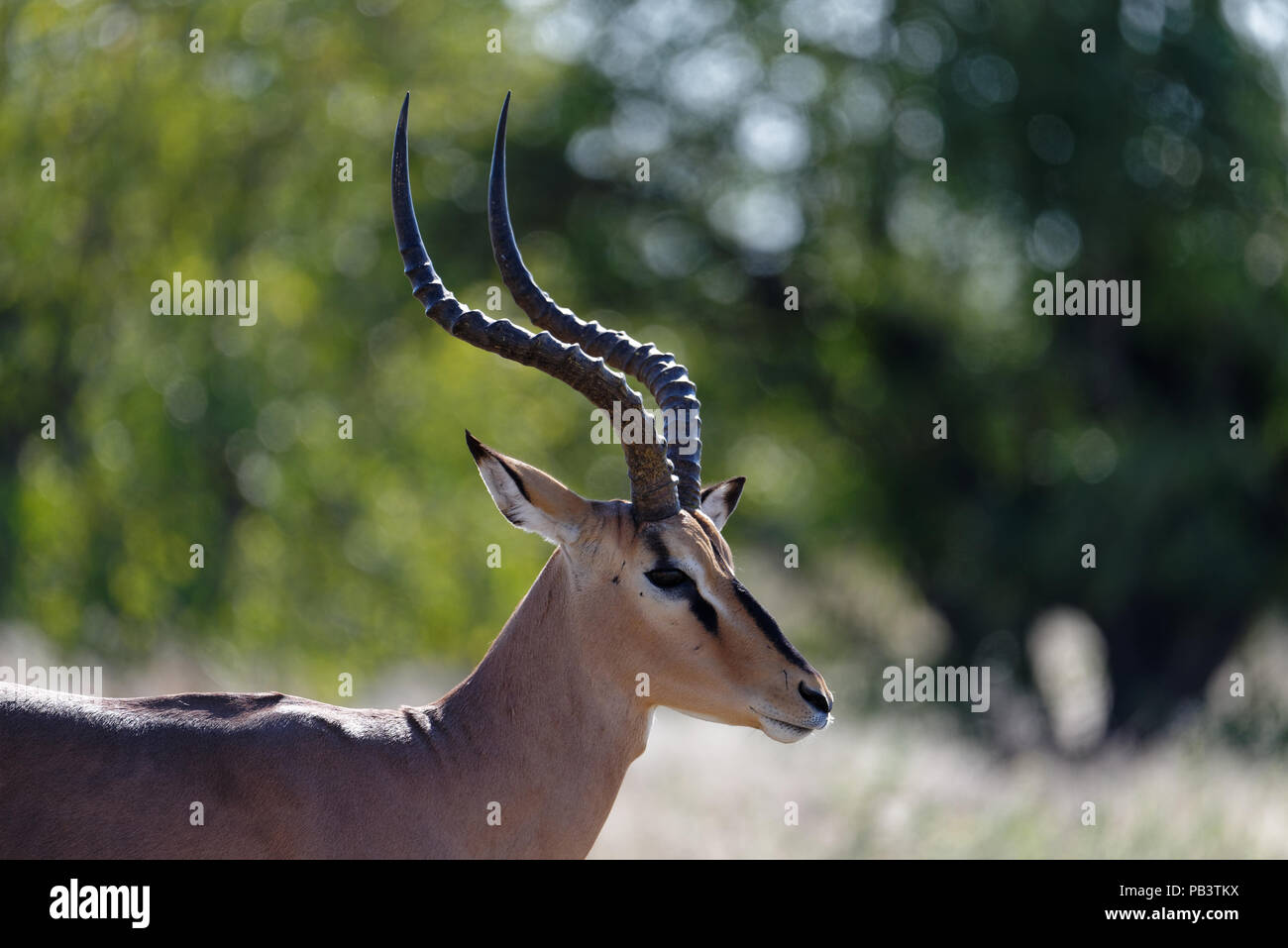 Impala Antlers High Resolution Stock Photography and Images - Alamy
