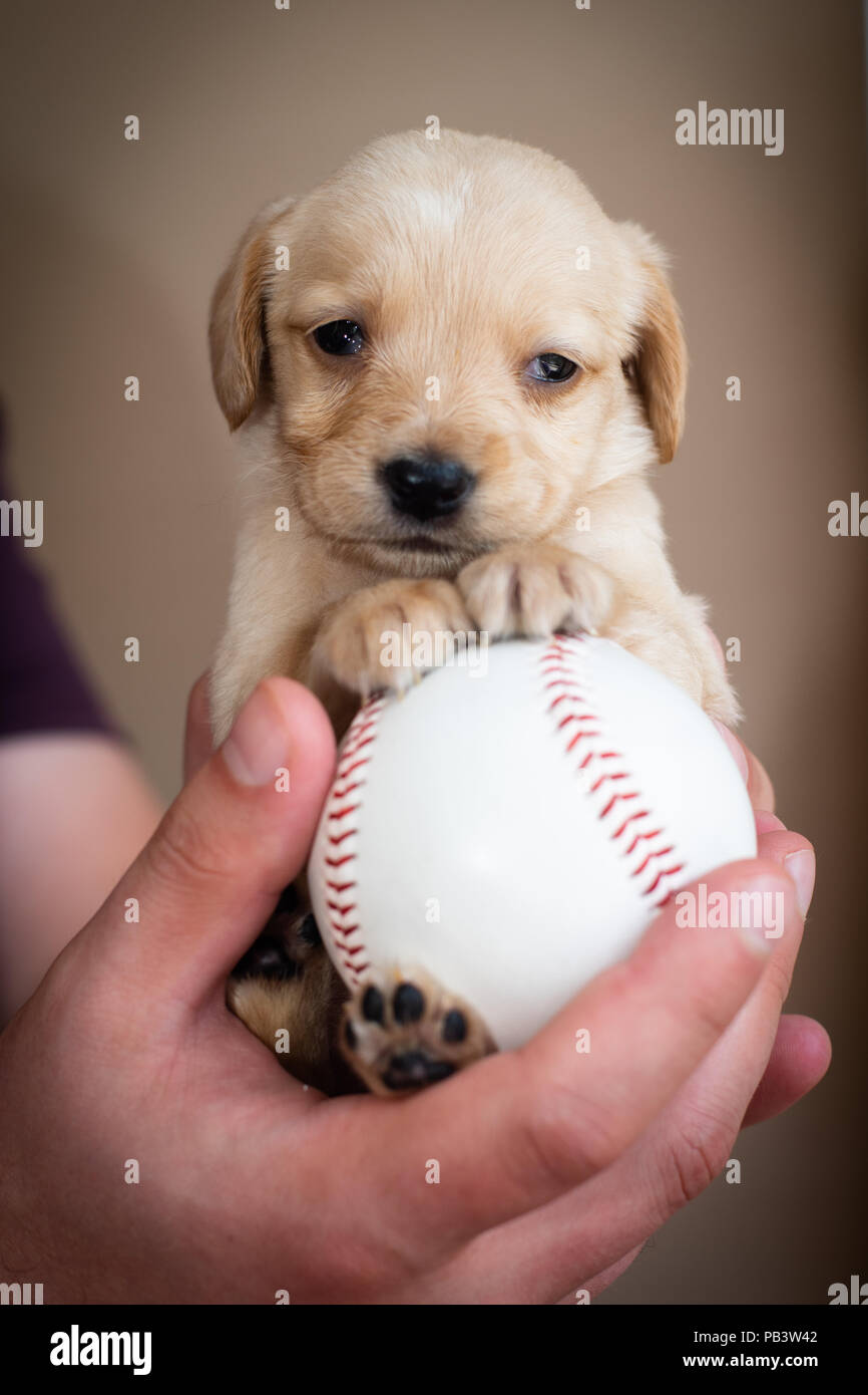 cute little puppy on big baseball ball in man hands Stock Photo - Alamy