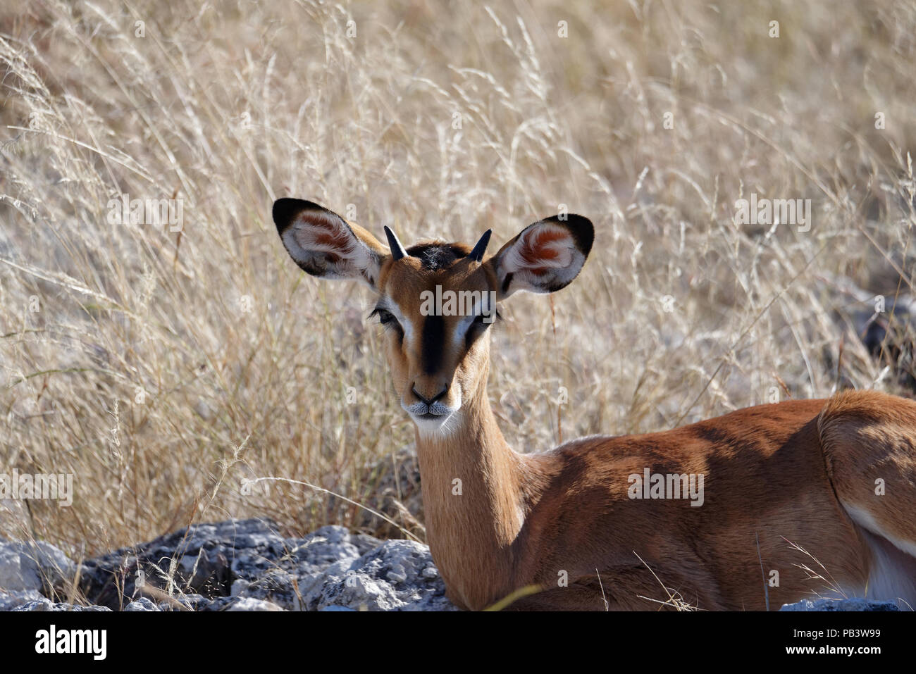 Baby impala hi-res stock photography and images - Alamy