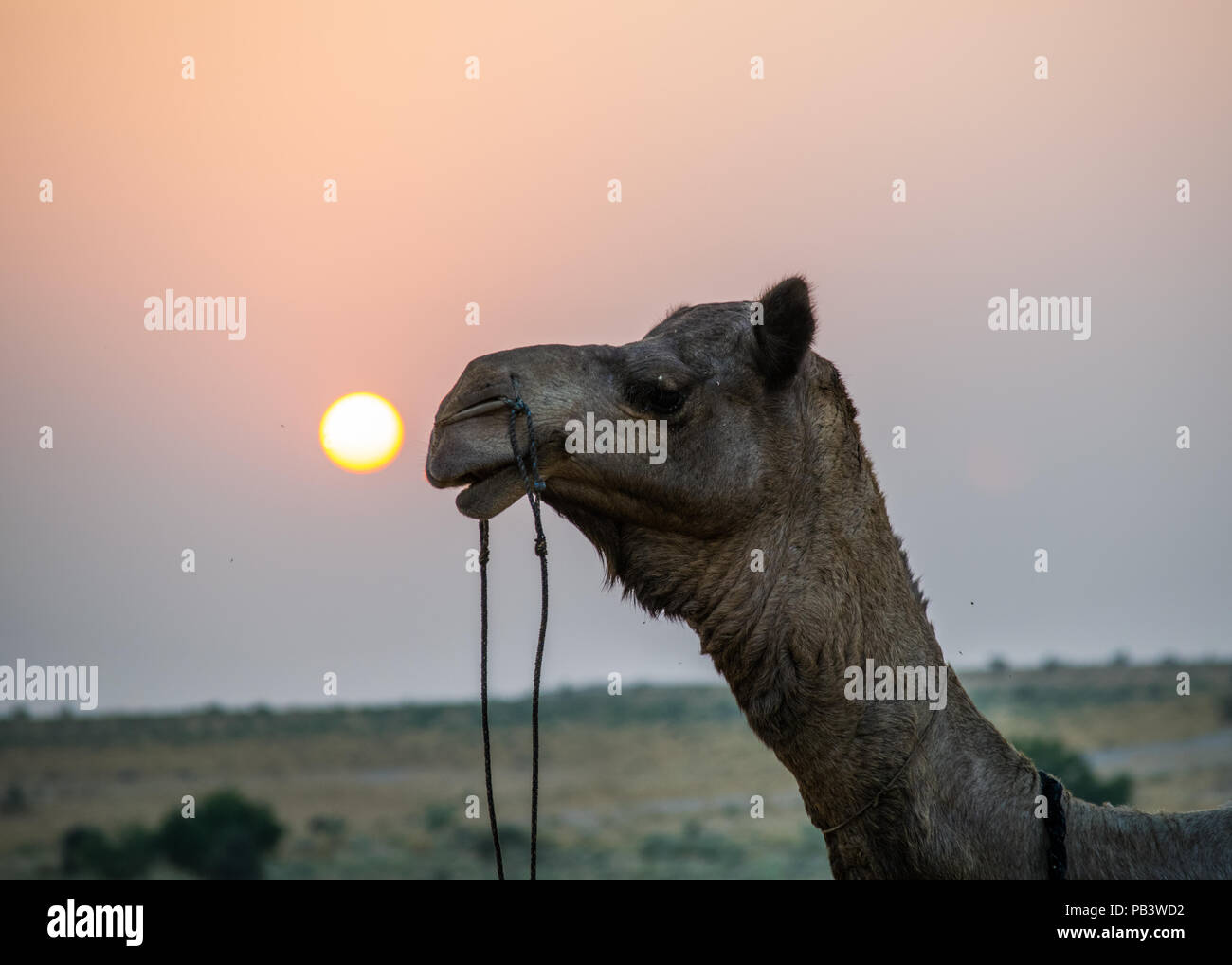 Camel with setting sun hi-res stock photography and images - Alamy