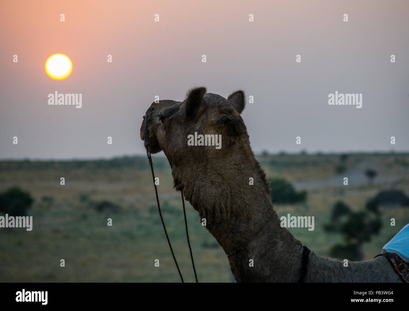 Camel with setting sun hi-res stock photography and images - Alamy