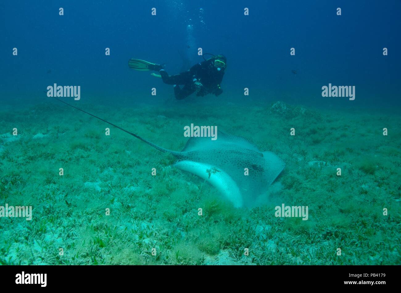 Reticulate whipray hi-res stock photography and images - Alamy