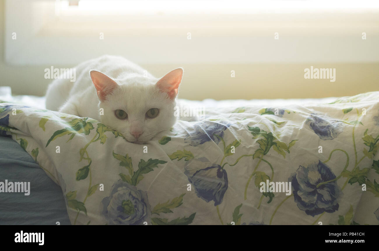 Portrait white cat hi-res stock photography and images - Alamy
