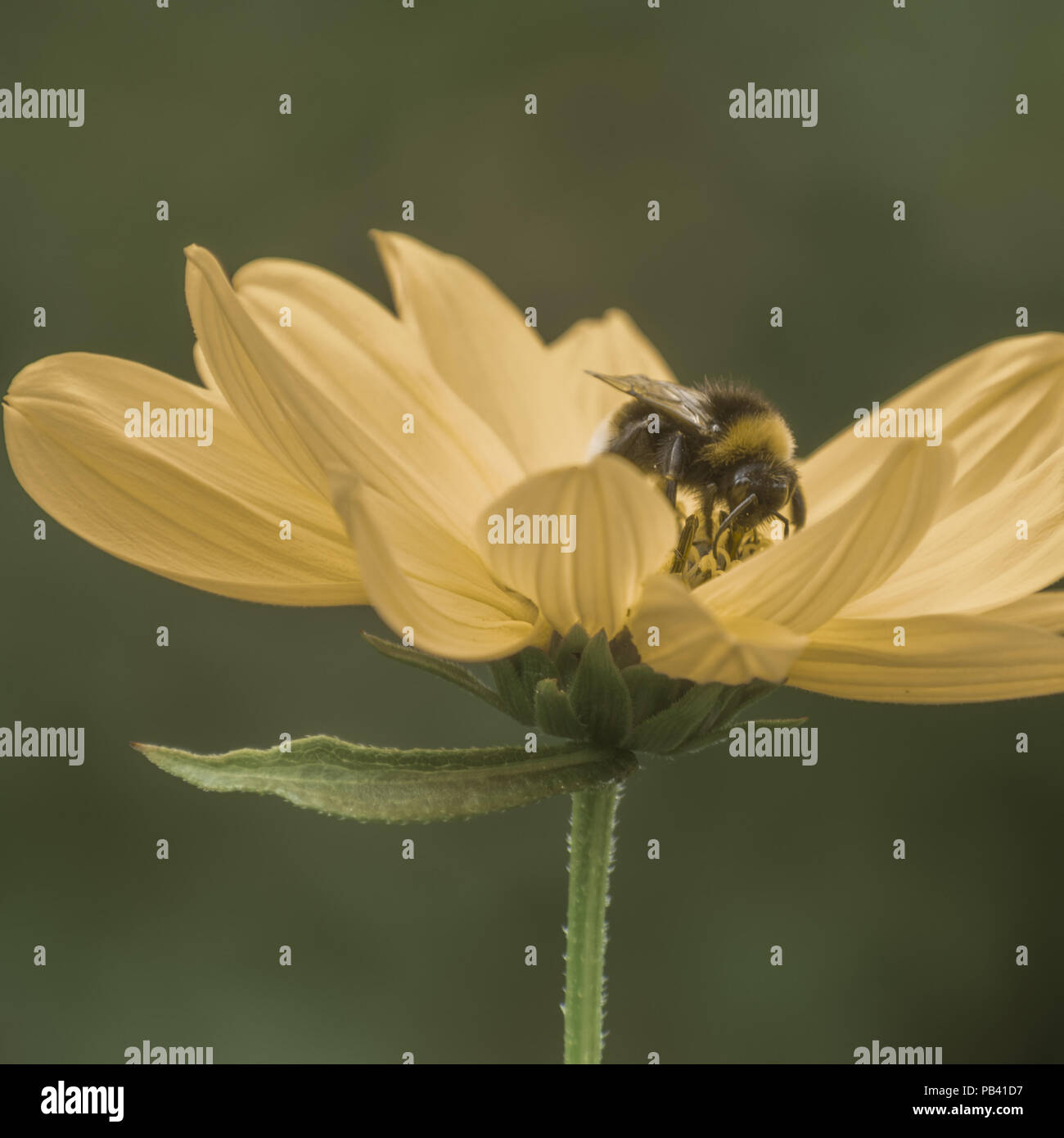 Buzy Bee enjoying Breakfast on Helianthus Stock Photo - Alamy