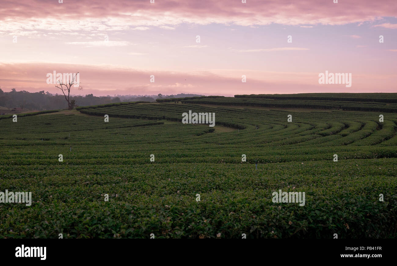Green tea farm hi-res stock photography and images - Alamy