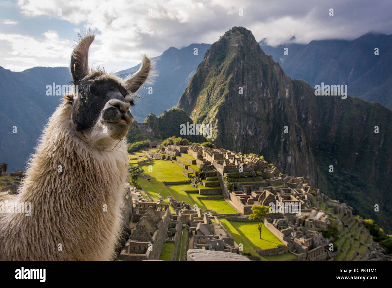 Llama (Lama glama) in front of Machu Picchu ruins, Andes, Peru, July ...
