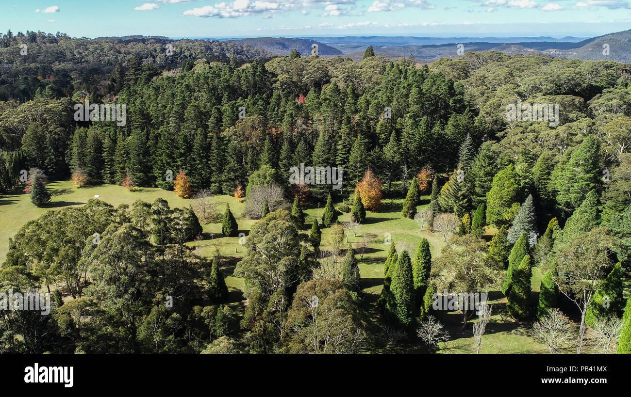 Conifers australia hi-res stock photography and images - Alamy