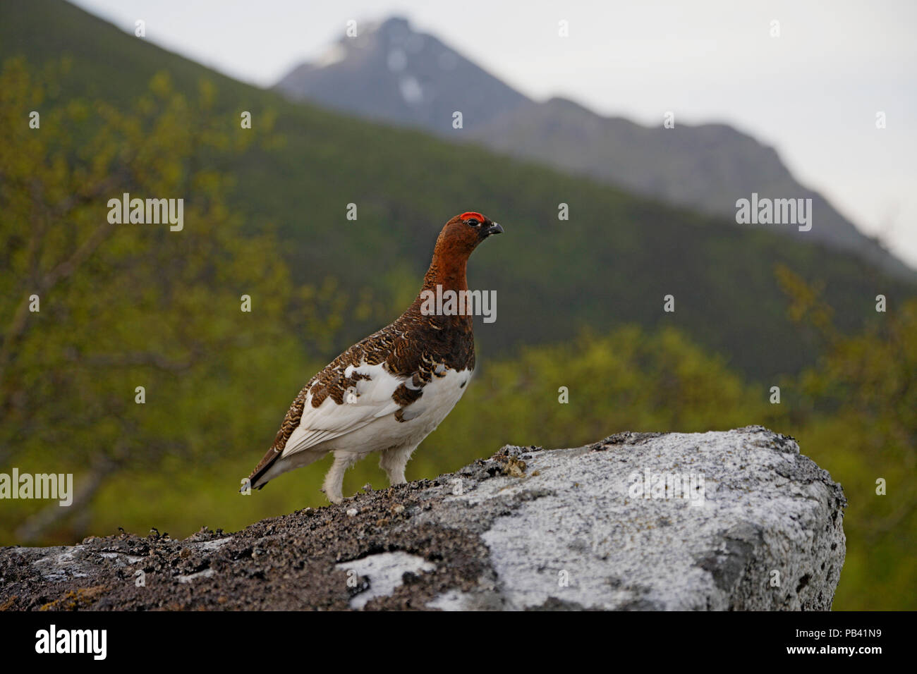 Lofoten birds hi-res stock photography and images - Alamy