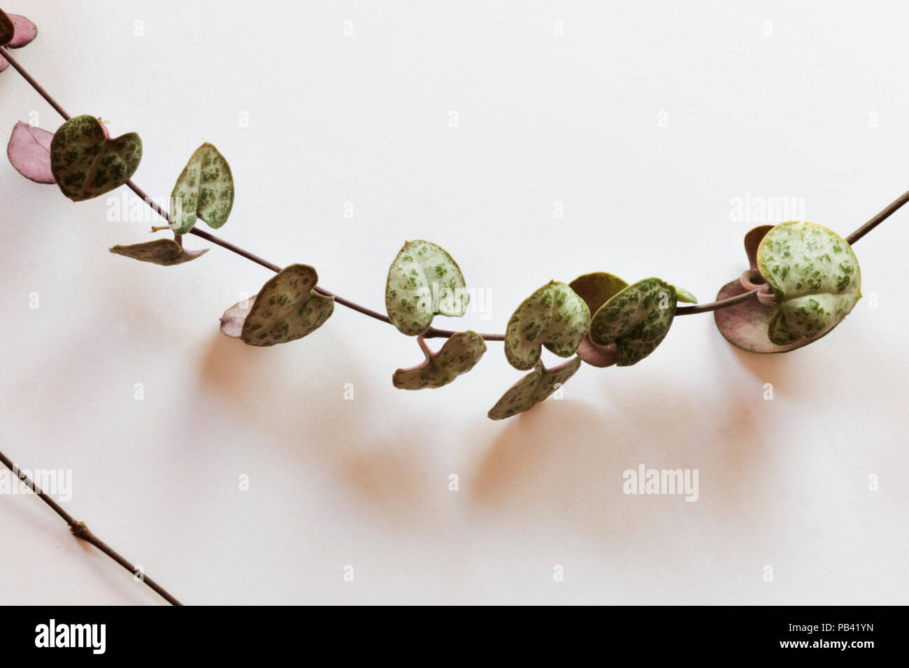 Ceropegia woodii hi-res stock photography and images - Alamy