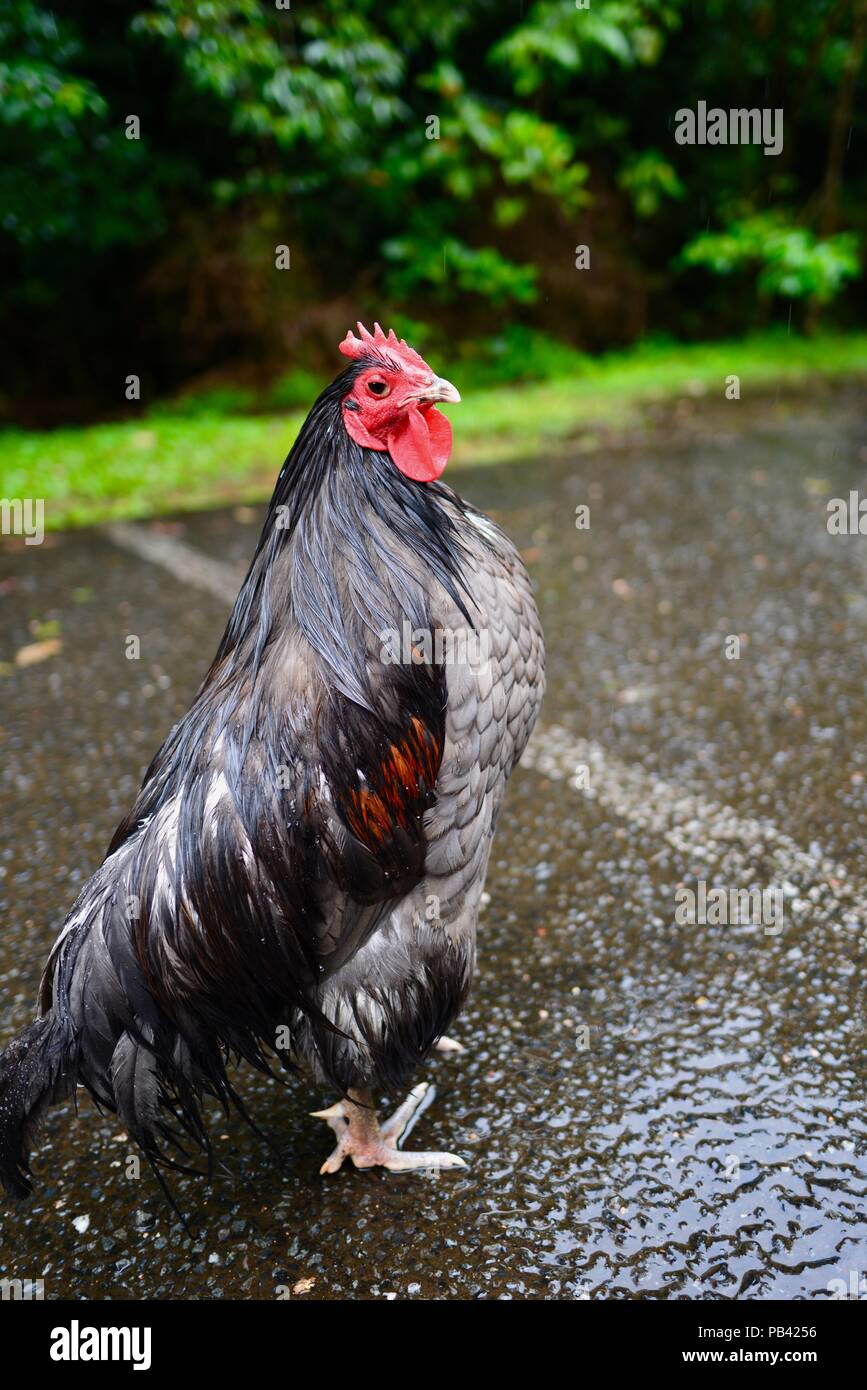 Large black Wild rooster, Atherton Tablelands, QLD, Australia Stock ...