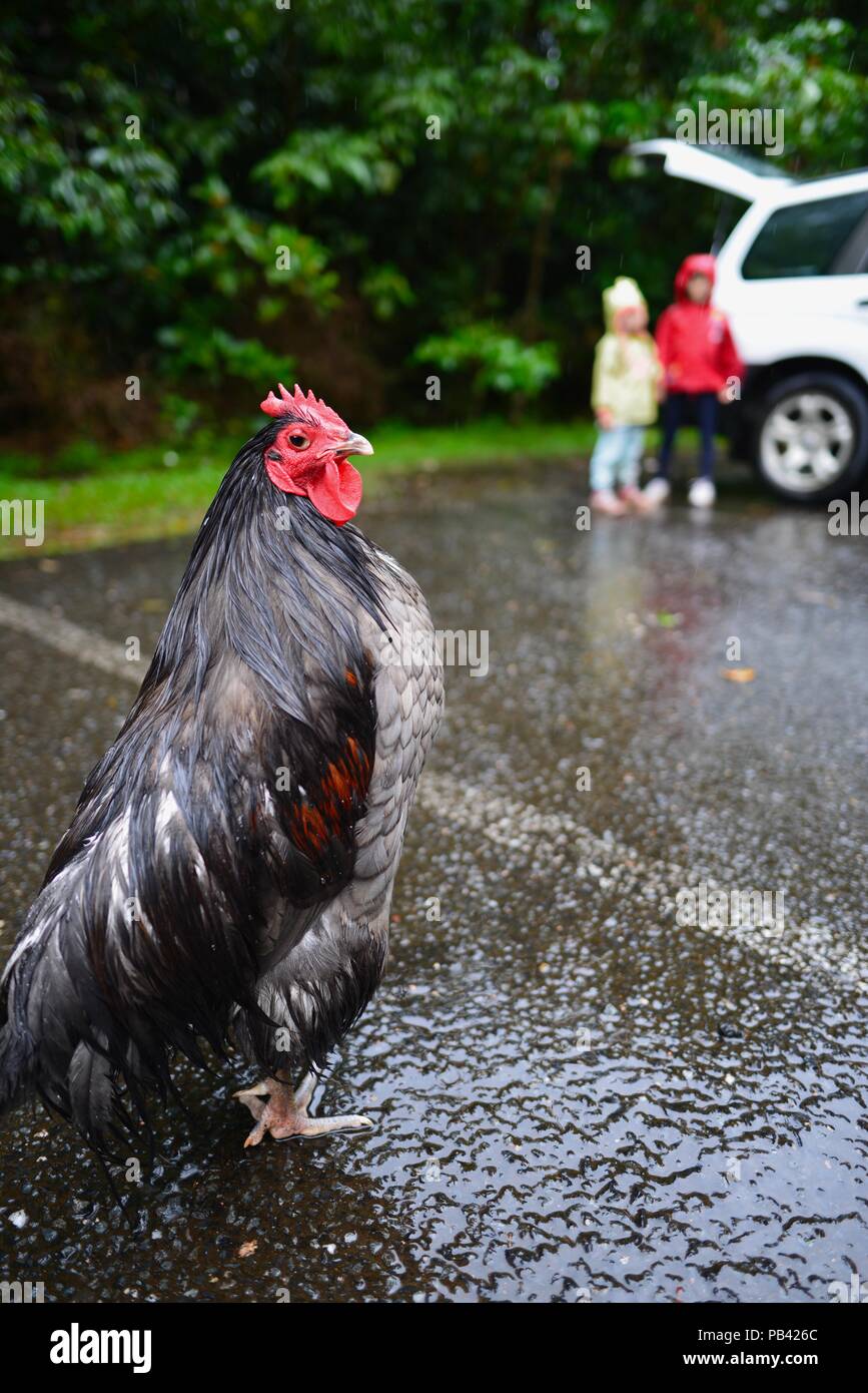 Large black Wild rooster, Atherton Tablelands, QLD, Australia Stock ...
