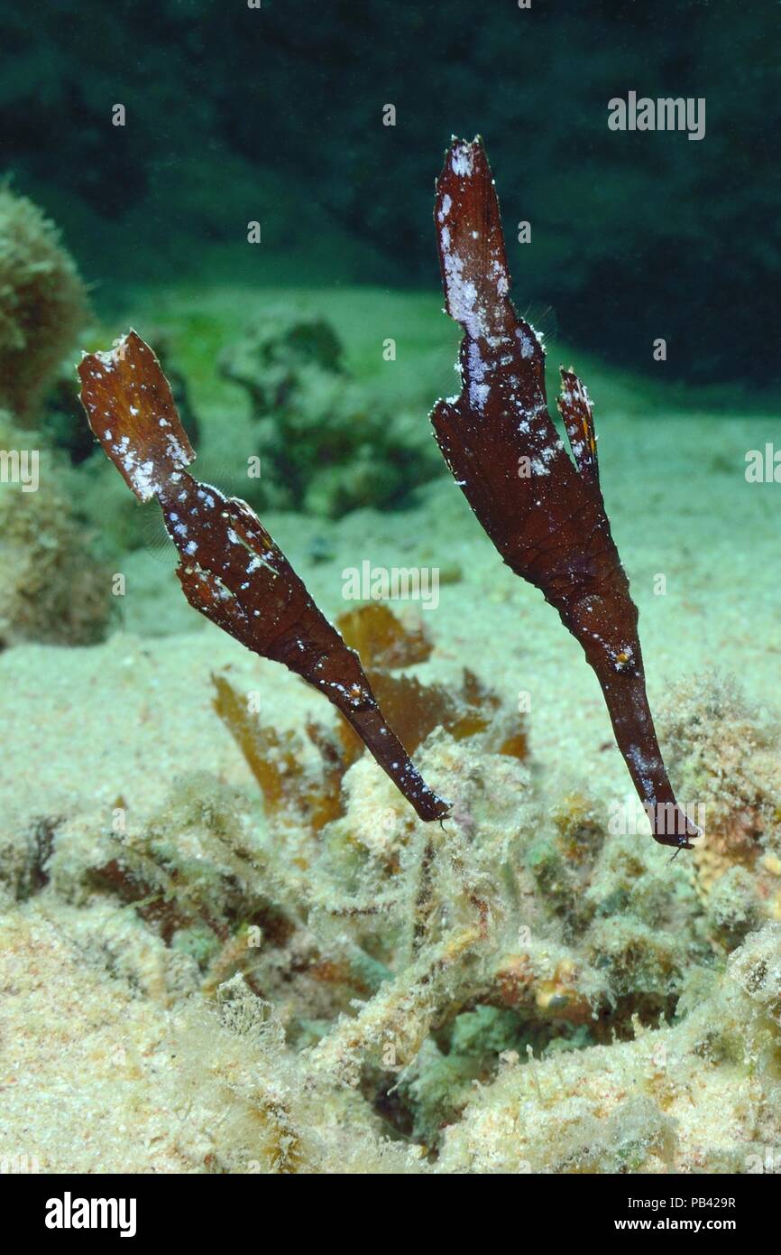 Seegras-Geisterpfeifenfisch, robust ghost pipefish (Solenostomus ...