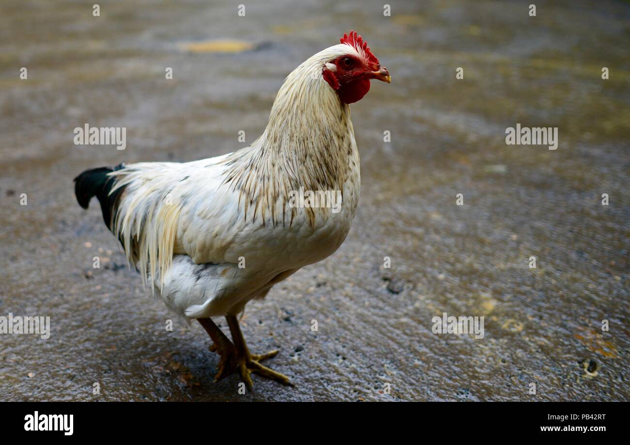 Wild roosters, Atherton Tablelands, QLD, Australia Stock Photo - Alamy