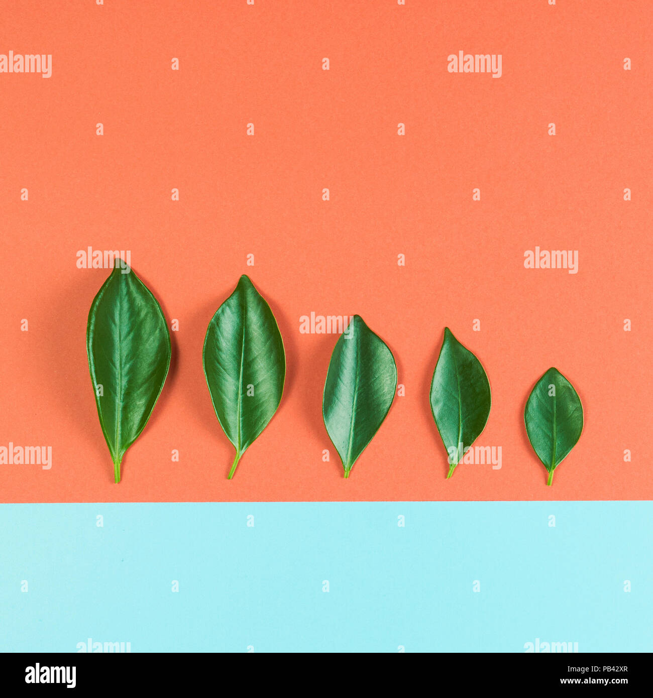 Isolated jungle tree line hi-res stock photography and images - Alamy