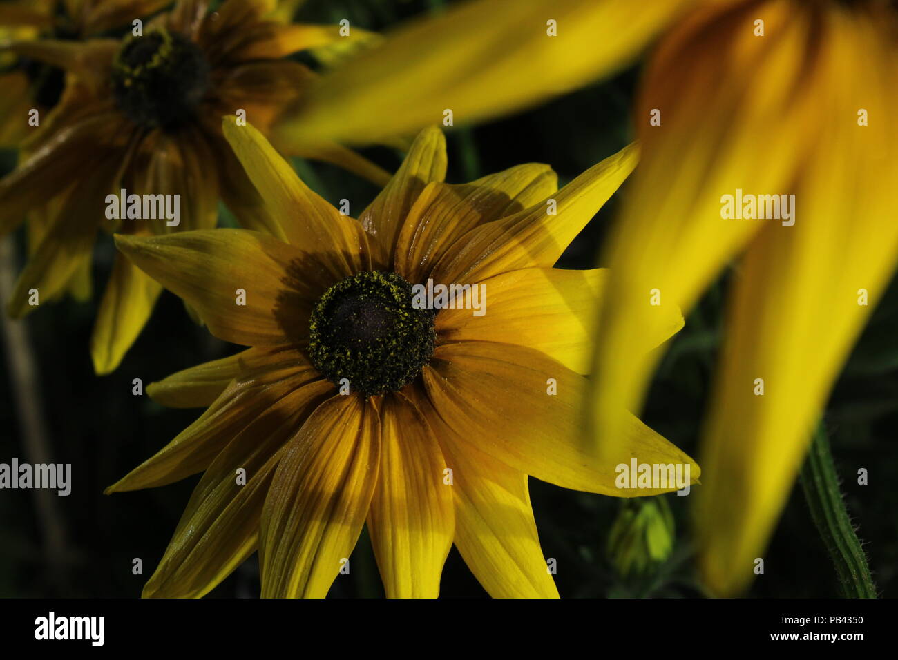 beautiful yellow black-eyed susan Stock Photo - Alamy