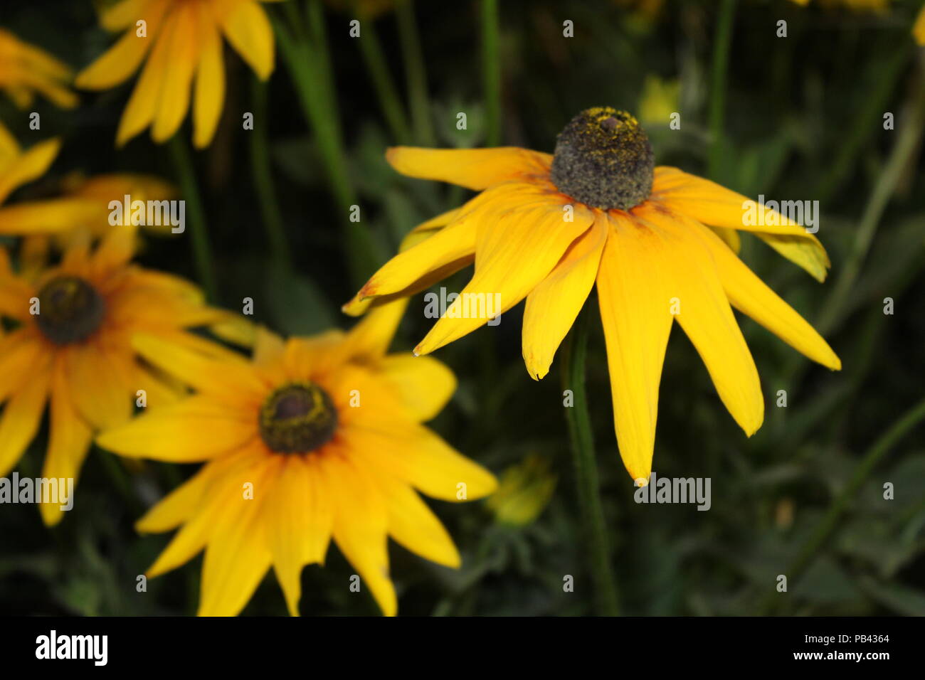 Black eyed susan blur hi-res stock photography and images - Alamy