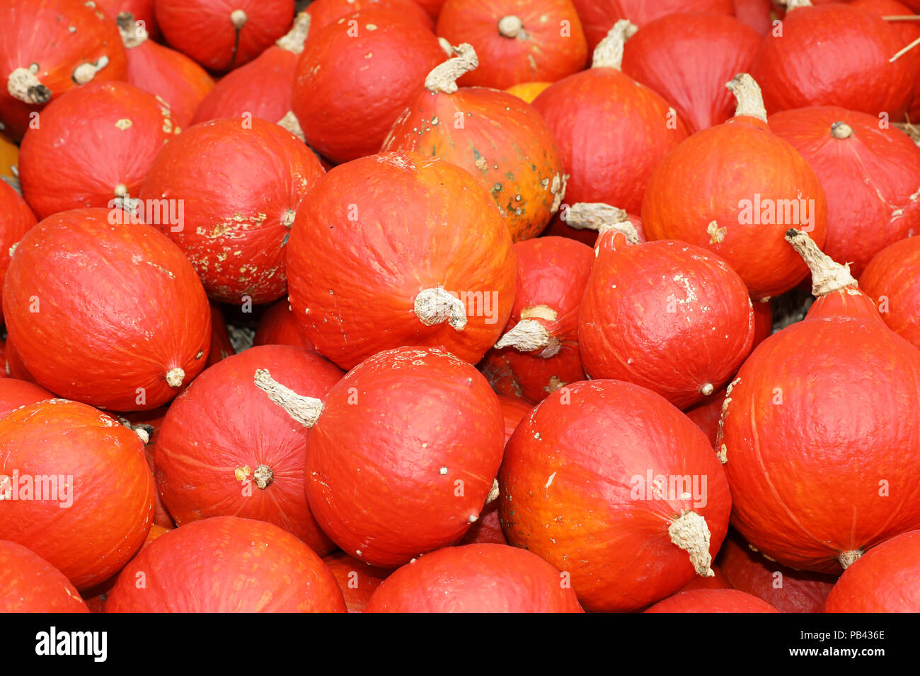 A collection of red pumpkins on an autumn market in Switzerland Stock ...