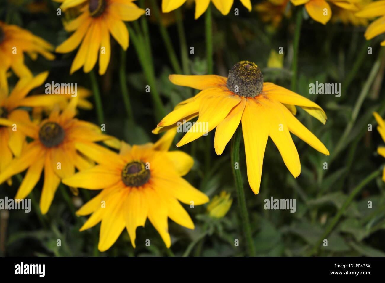 beautiful yellow black-eyed susan Stock Photo - Alamy