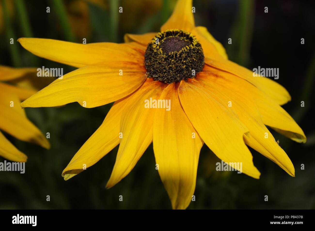 beautiful yellow black-eyed susan Stock Photo - Alamy