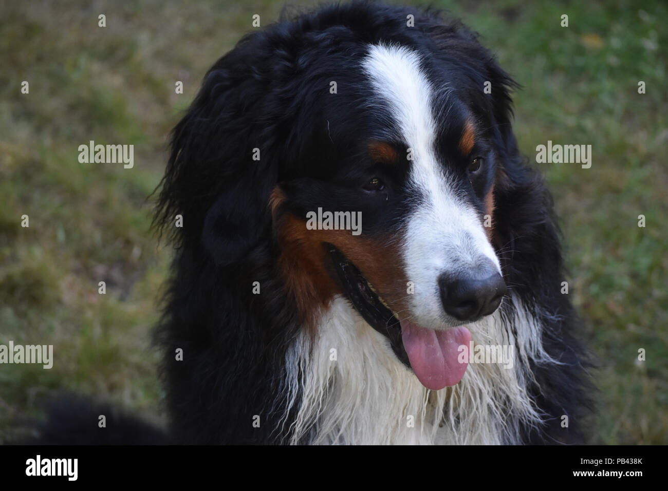 Large fluffy but damp Bernese mountain dog Stock Photo - Alamy
