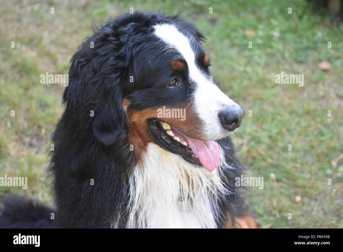 Adorable face of a Bernese Mountain dog posing Stock Photo - Alamy