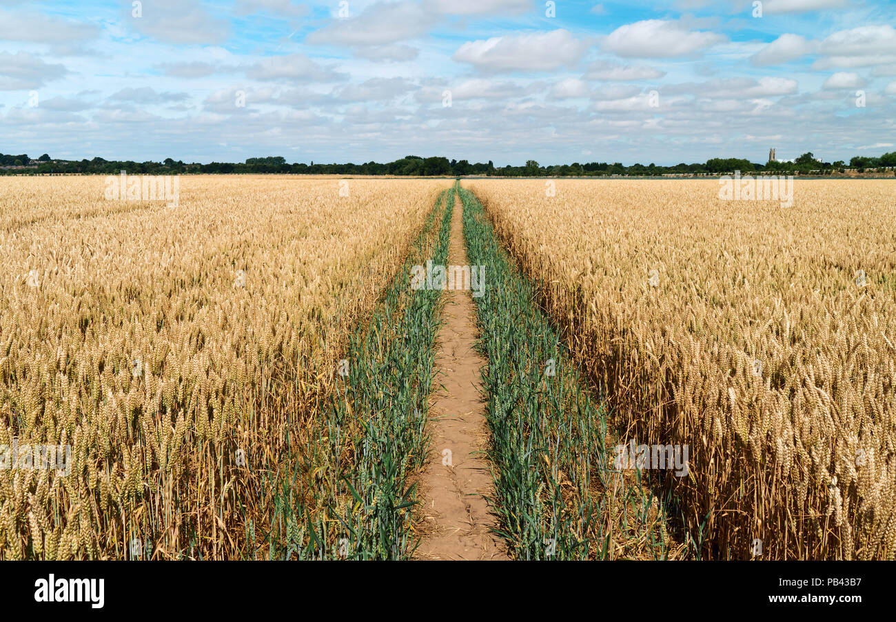 Footpath through field of wheat and minster on horizon during dry spell ...
