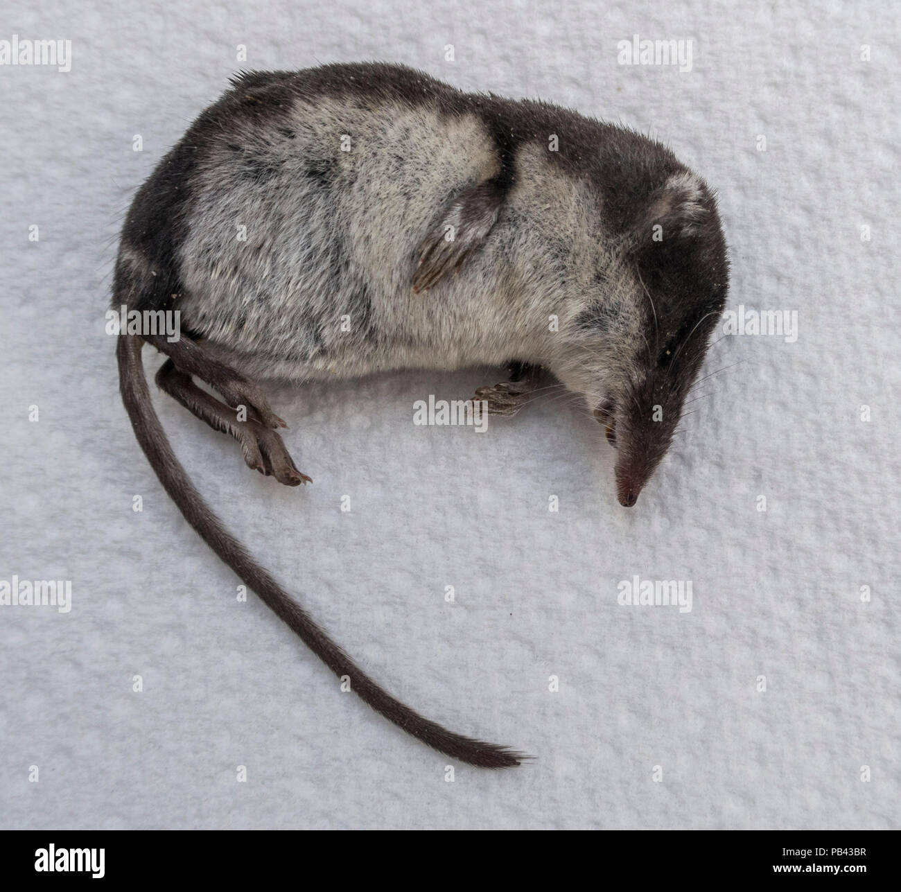 Water shrew hi-res stock photography and images - Alamy