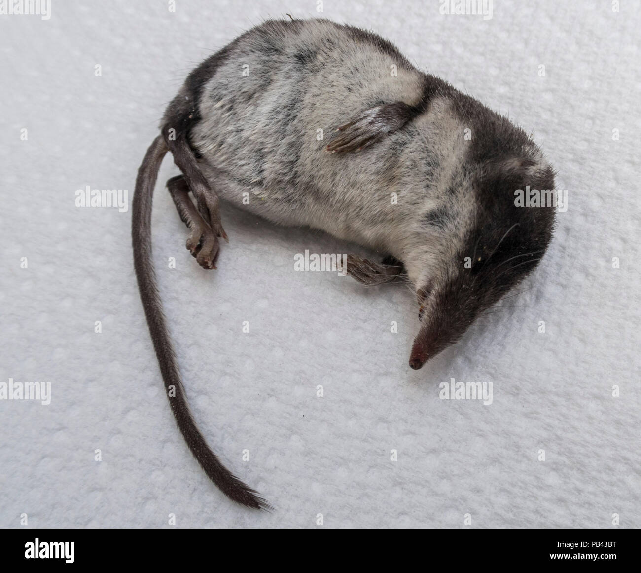 Dead shrew hi-res stock photography and images - Alamy