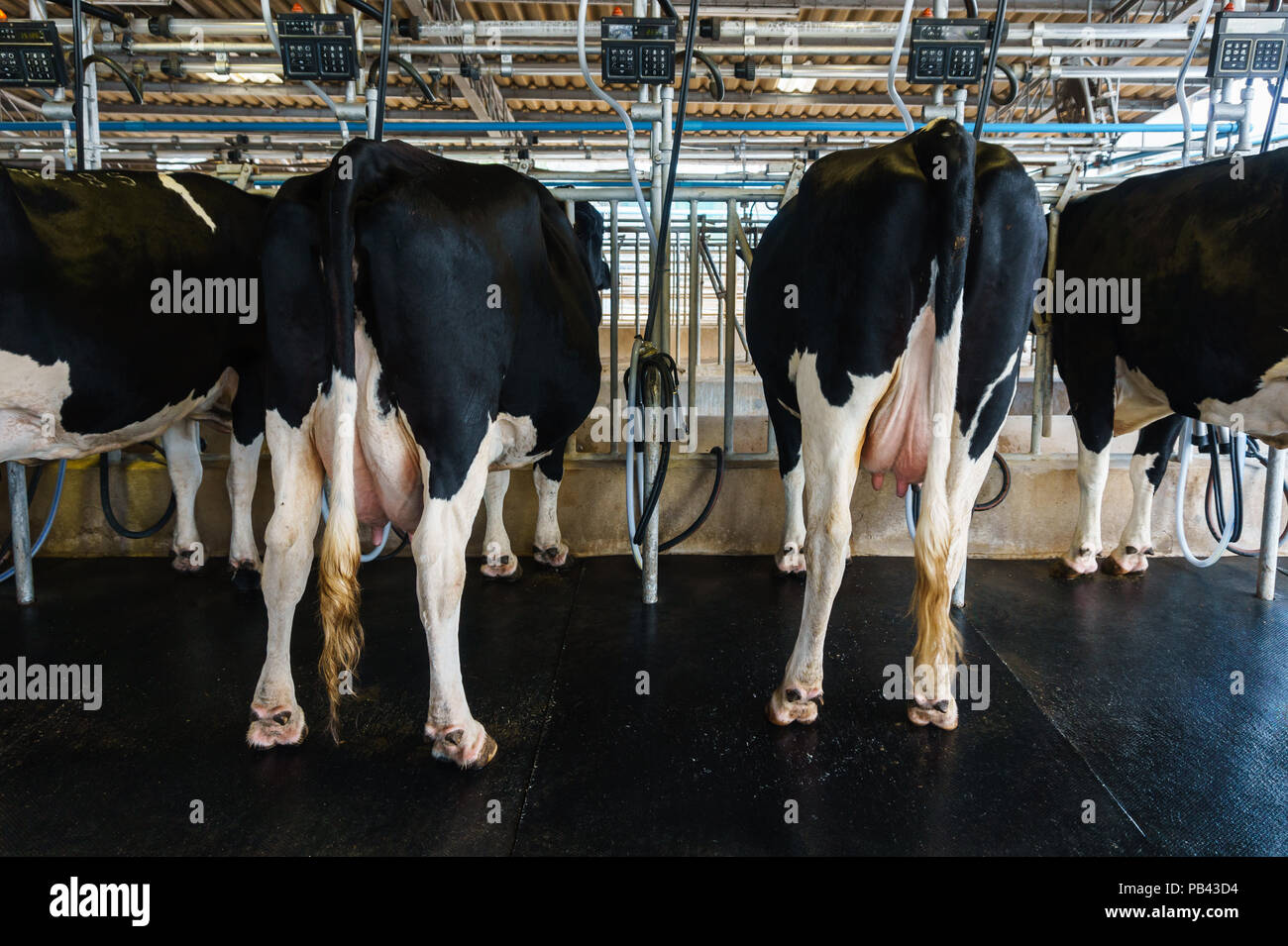 Milking cow machine dairy farm hi-res stock photography and images - Alamy