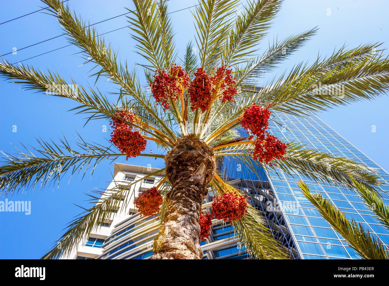 Red dates are growing on a palm tree in town near high buildings Stock ...