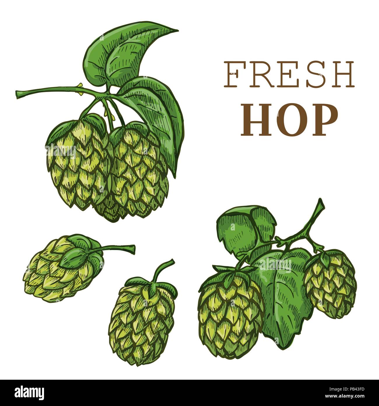 Sketches of hop plant, hop on a branch with leaves Stock Vector Image ...