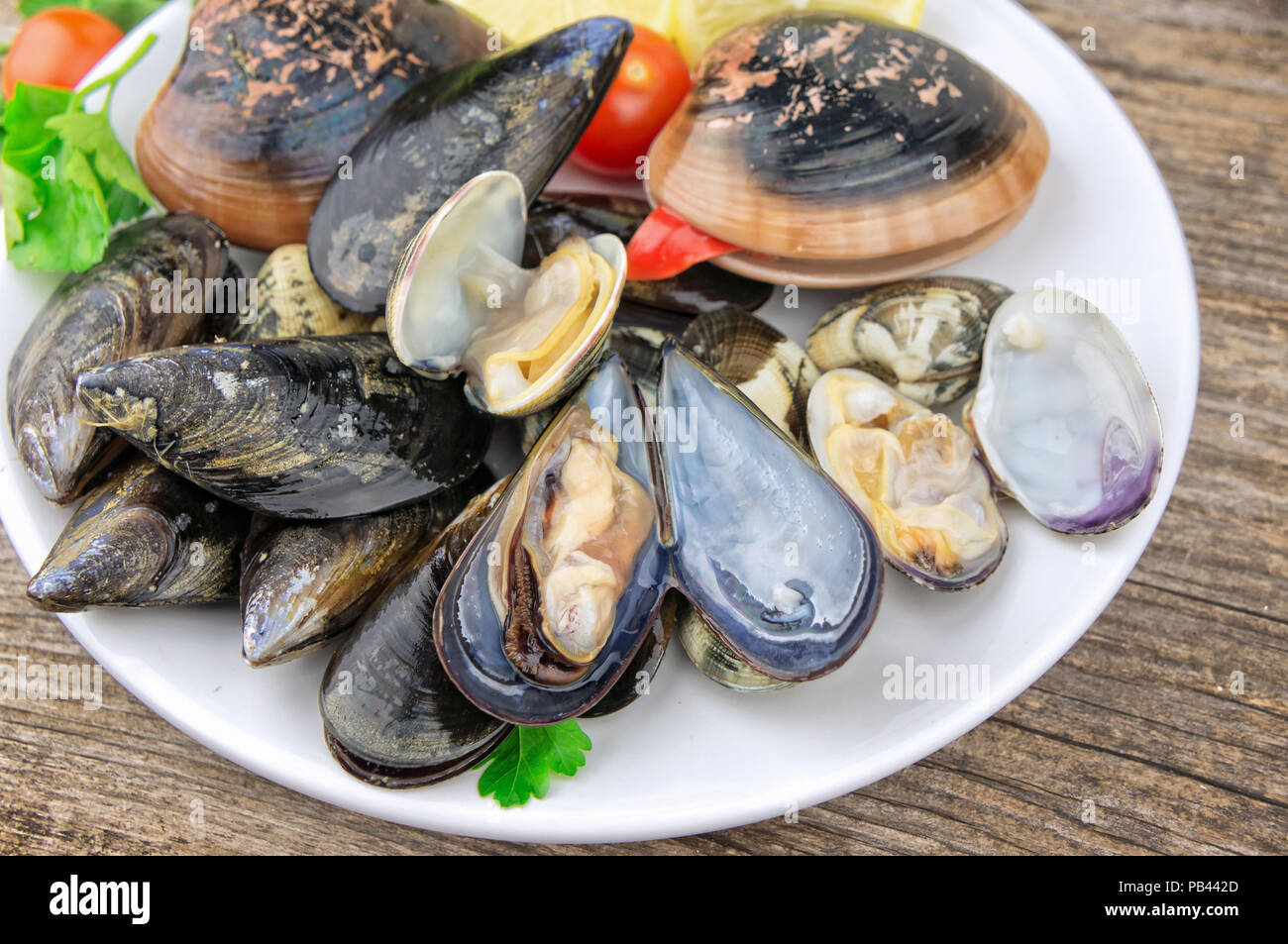 Molluscs horizontal hi-res stock photography and images - Alamy