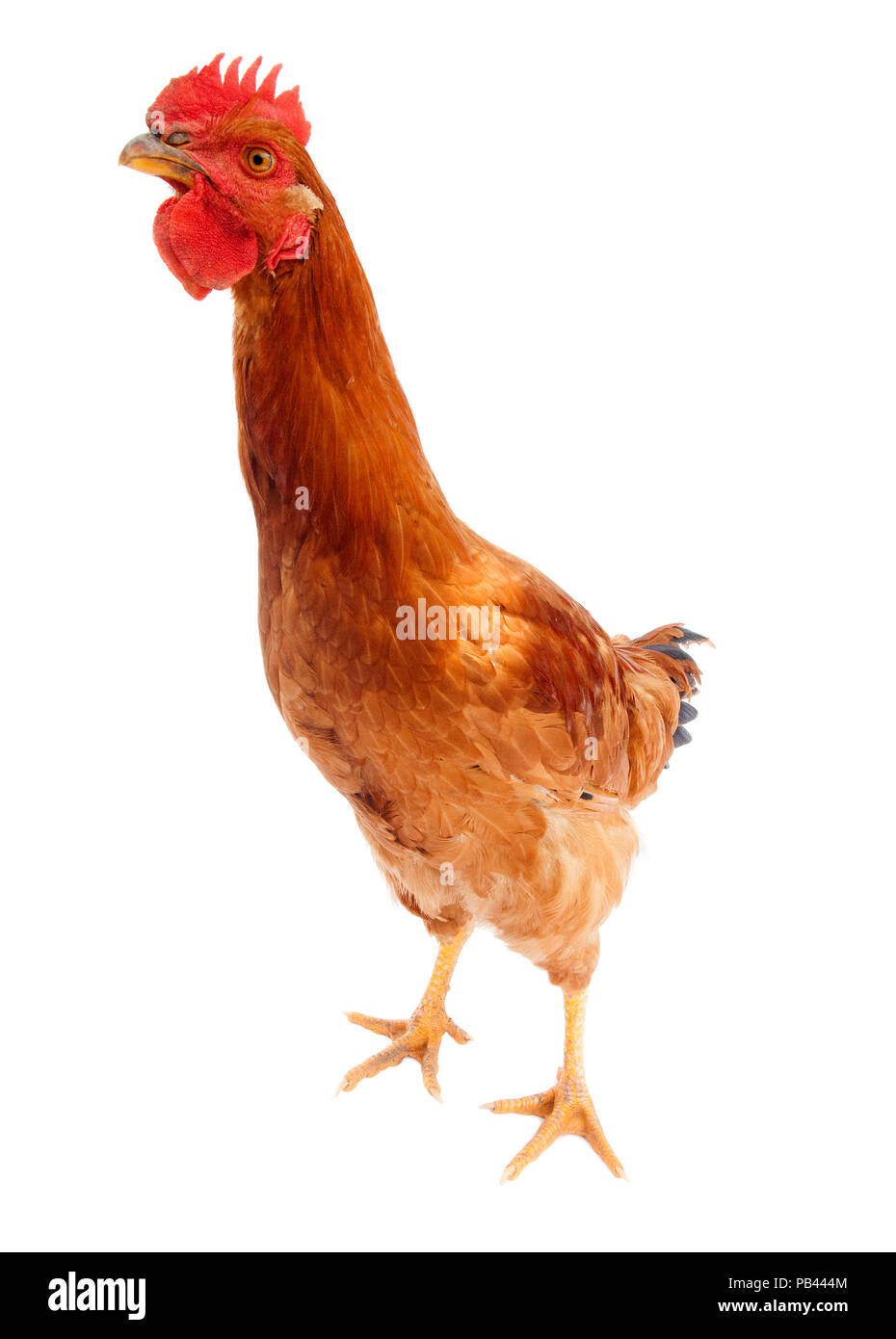 funny and curious rooster chicken looking at camera Stock Photo - Alamy