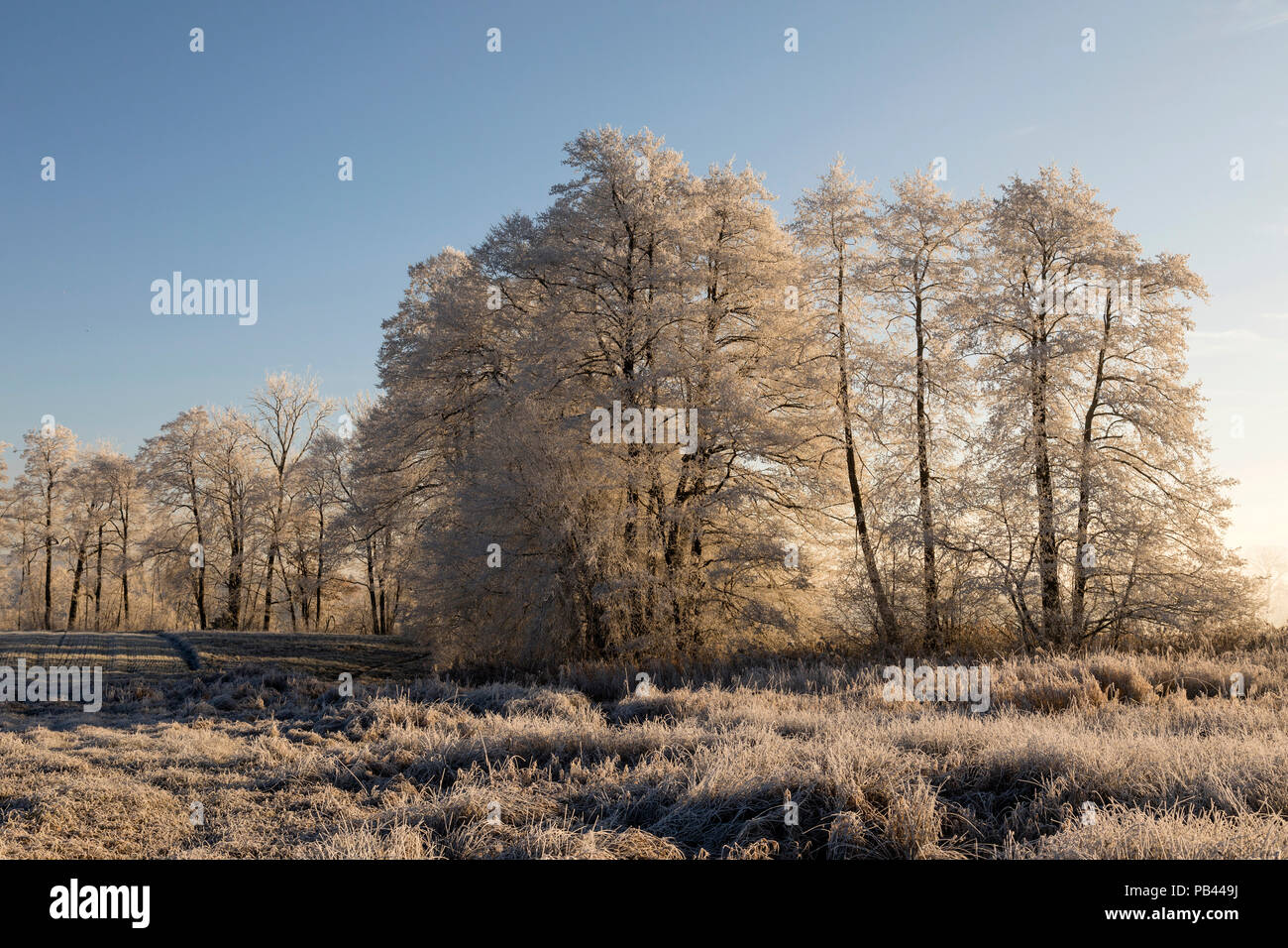 Trees with rime on an ice cold winter morning in the warm morning light ...
