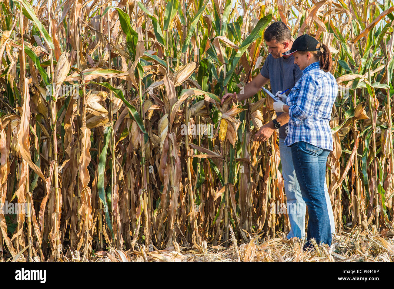 Exploring the corn hi-res stock photography and images - Alamy