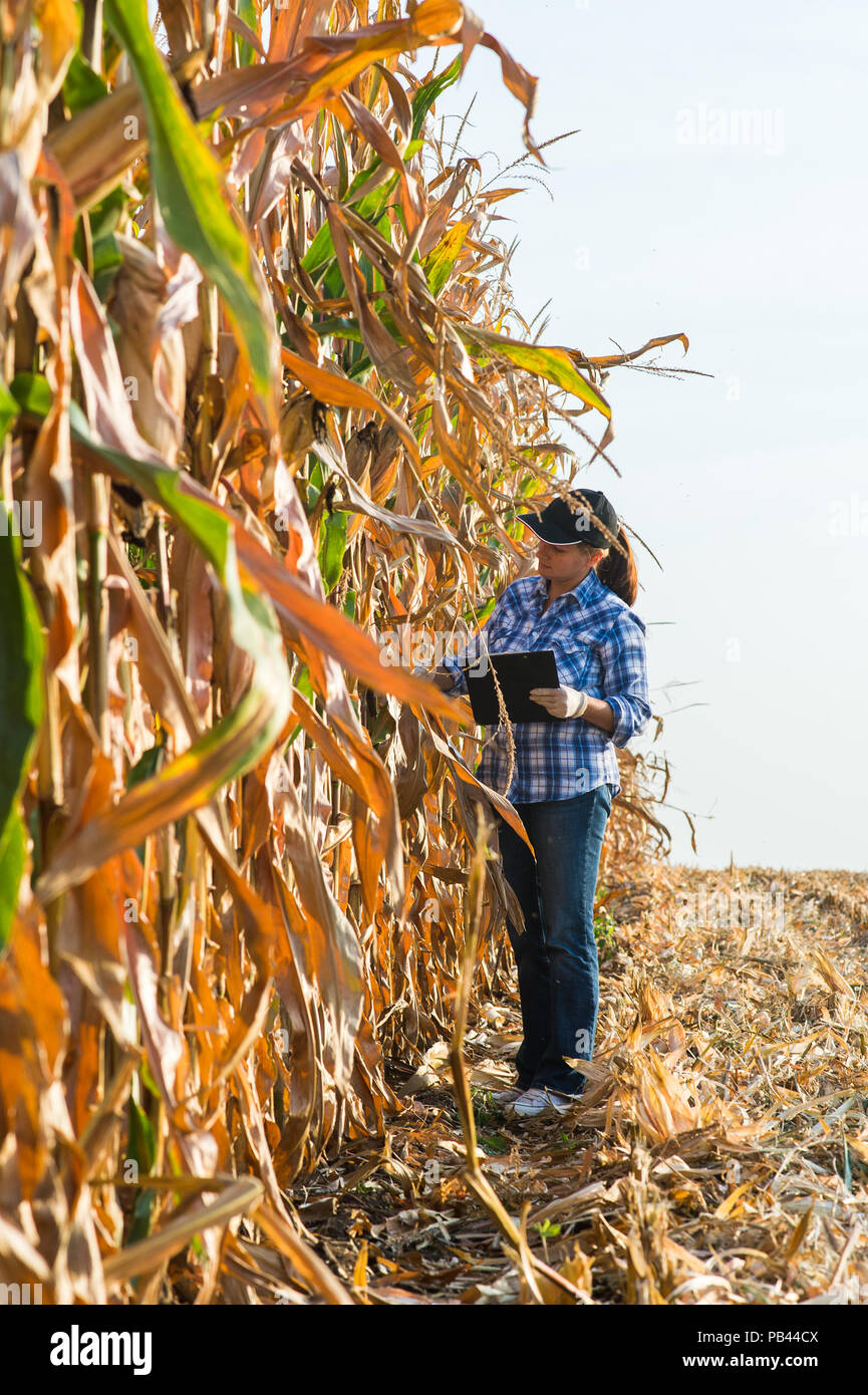 Exploring the corn hi-res stock photography and images - Alamy