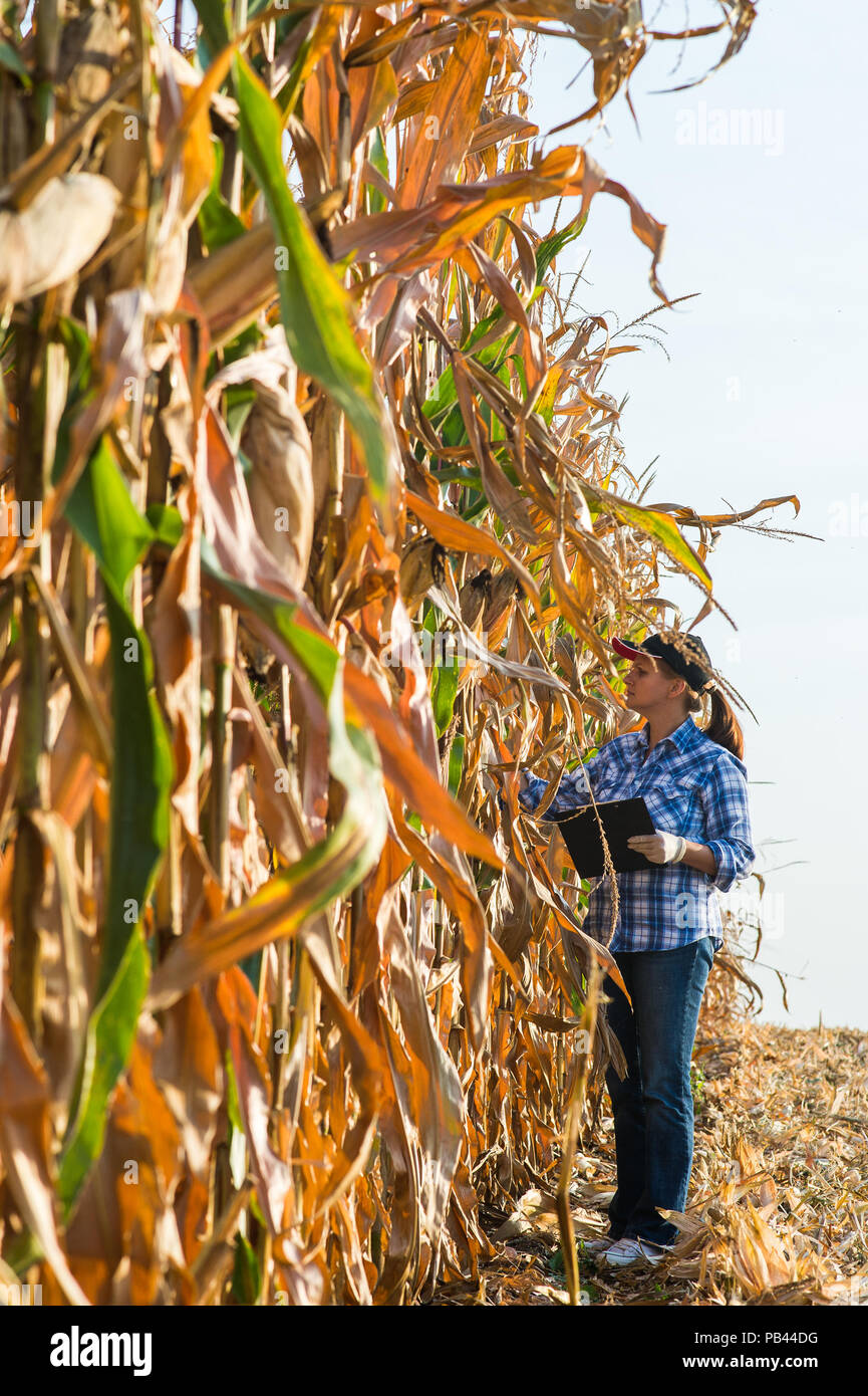 Female agronomist inspecting corn hi-res stock photography and images ...