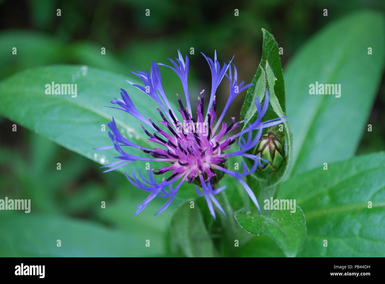 Gorgeous flowering bachelor's button plant blooming Stock Photo - Alamy