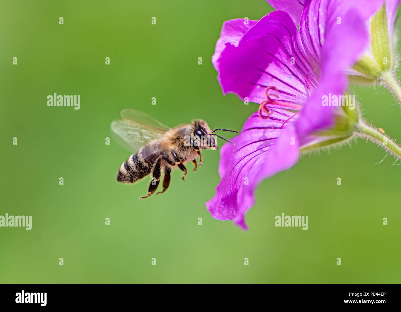 Honeybee flying to a purple geranium flower blossom Stock Photo - Alamy