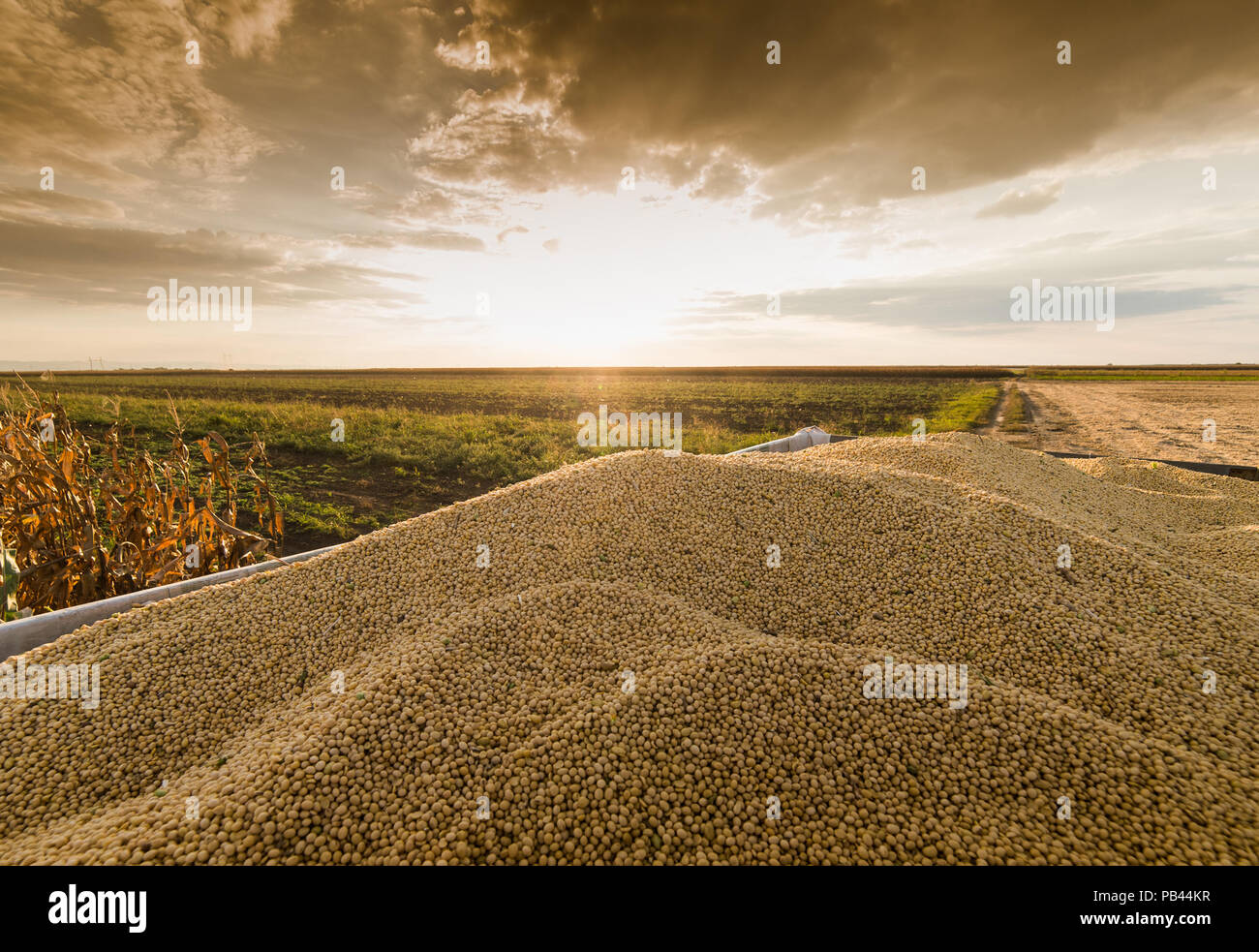 Lush soybean field sunset hi-res stock photography and images - Alamy