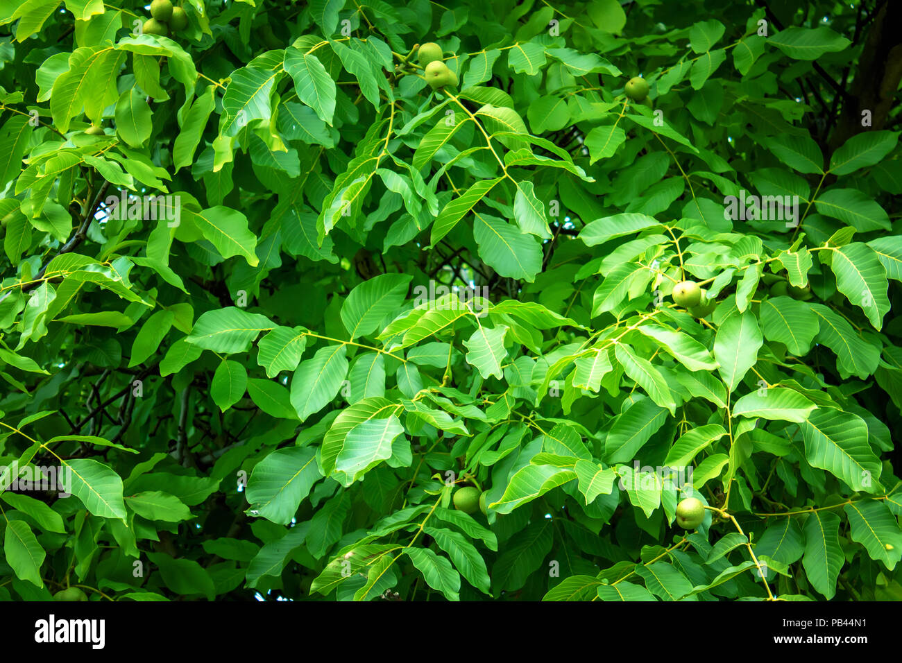 Young walnut tree hi-res stock photography and images - Alamy