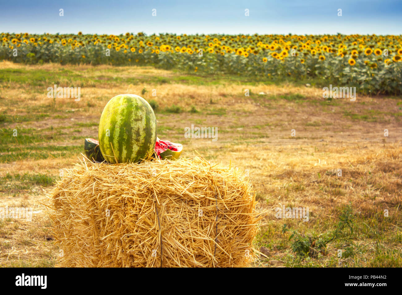 Watermelon field hi-res stock photography and images - Alamy