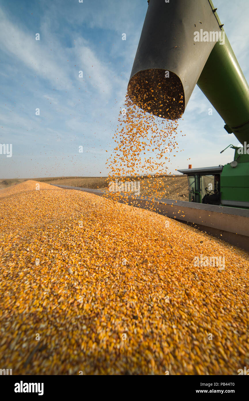 Pouring corn grain into tractor trailer after harvest Stock Photo - Alamy