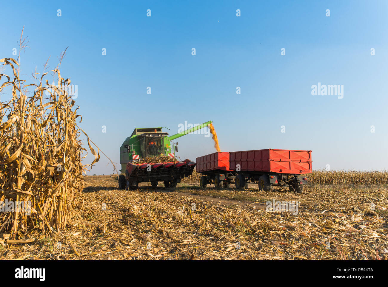 Pouring corn grain into tractor trailer after harvest Stock Photo - Alamy