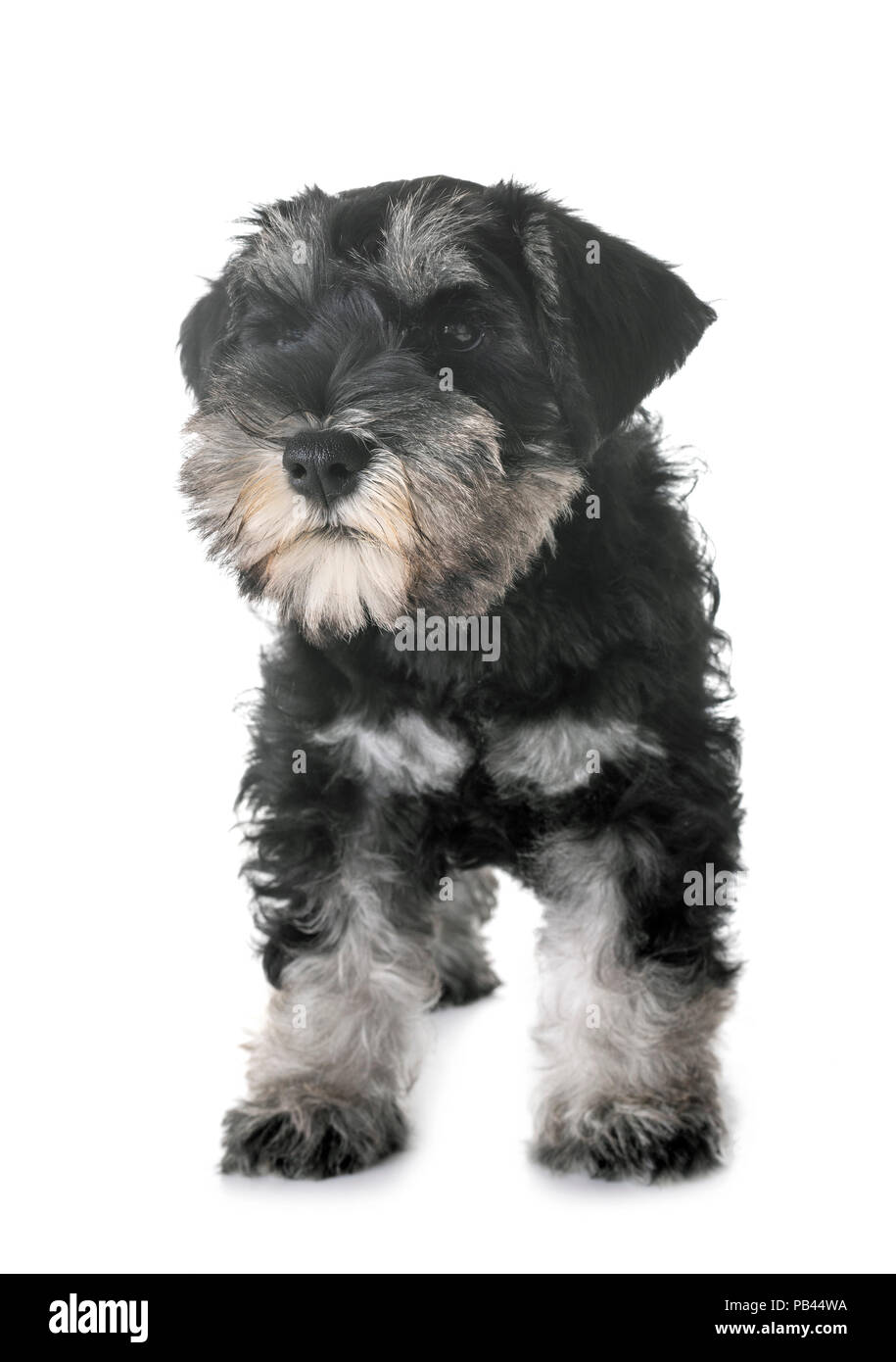 puppy miniature schnauzer in front of white background Stock Photo - Alamy
