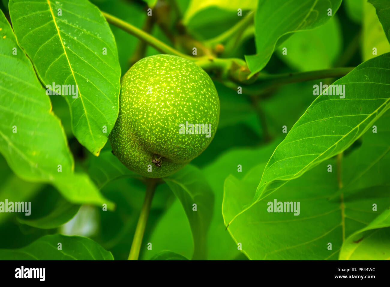 nut on walnut tree Stock Photo - Alamy