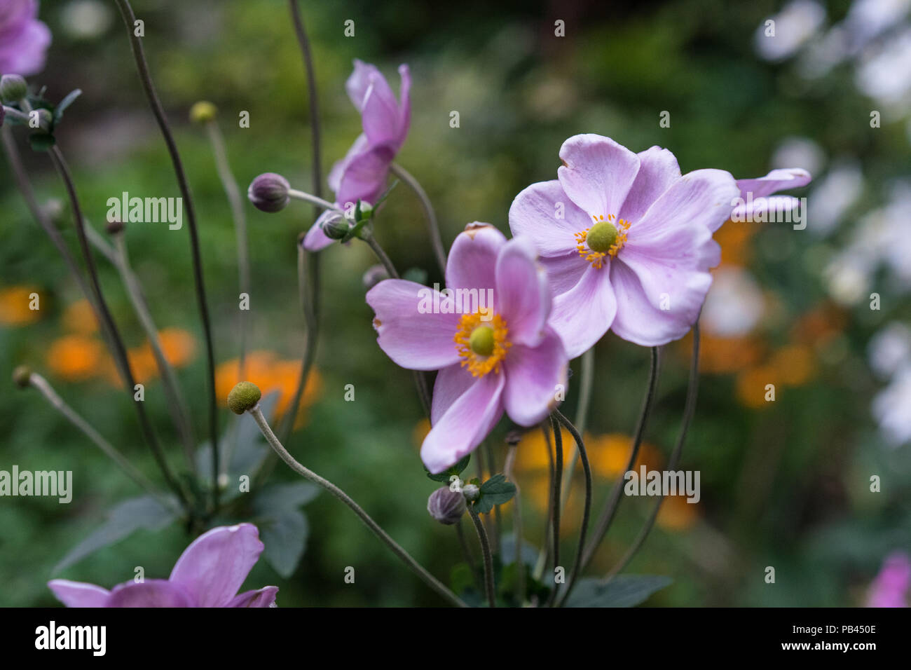 pink flower side view with garden background evening Stock Photo - Alamy