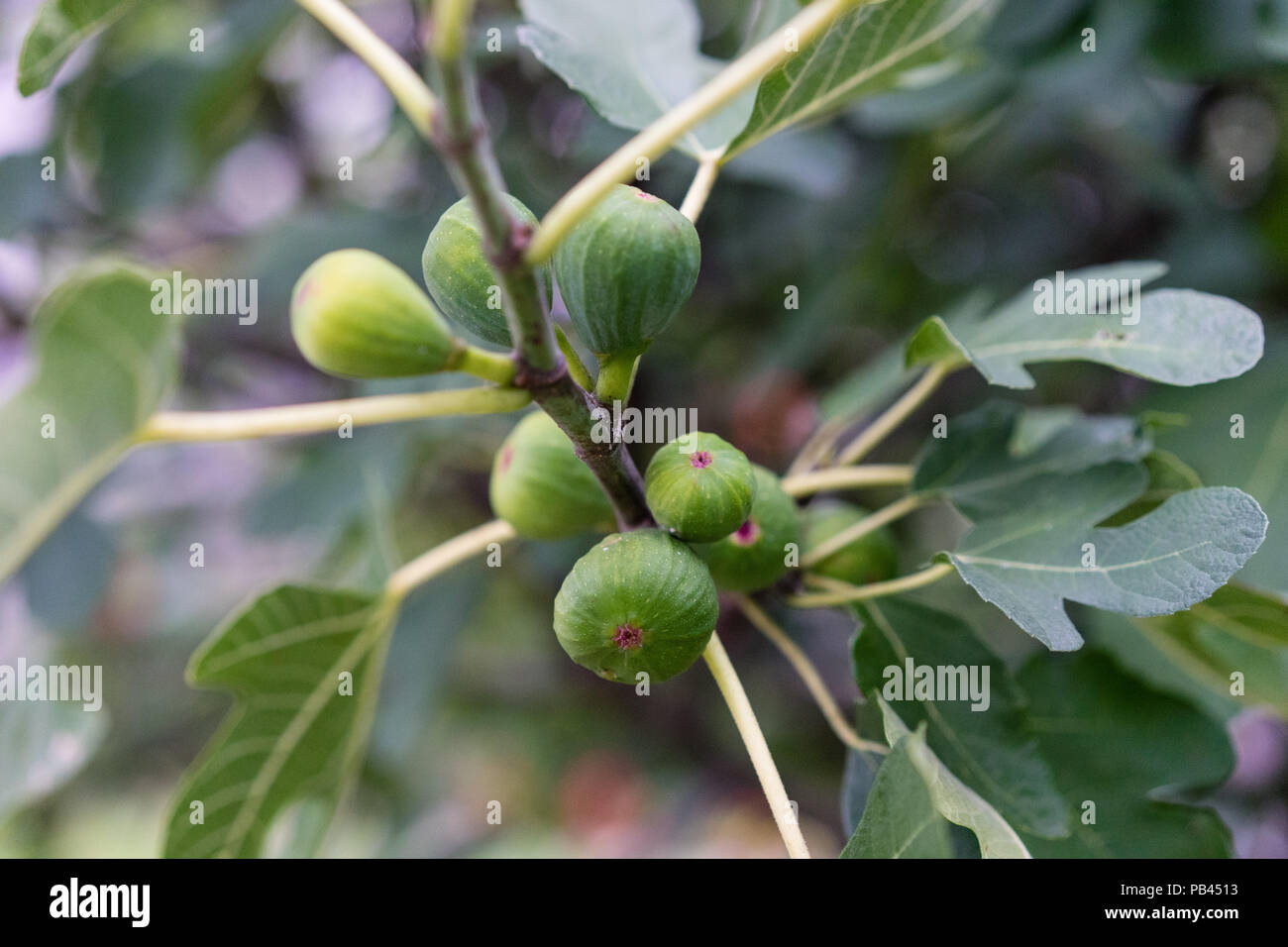 ripe fig hanging from plant tree side view close up macro Stock Photo ...