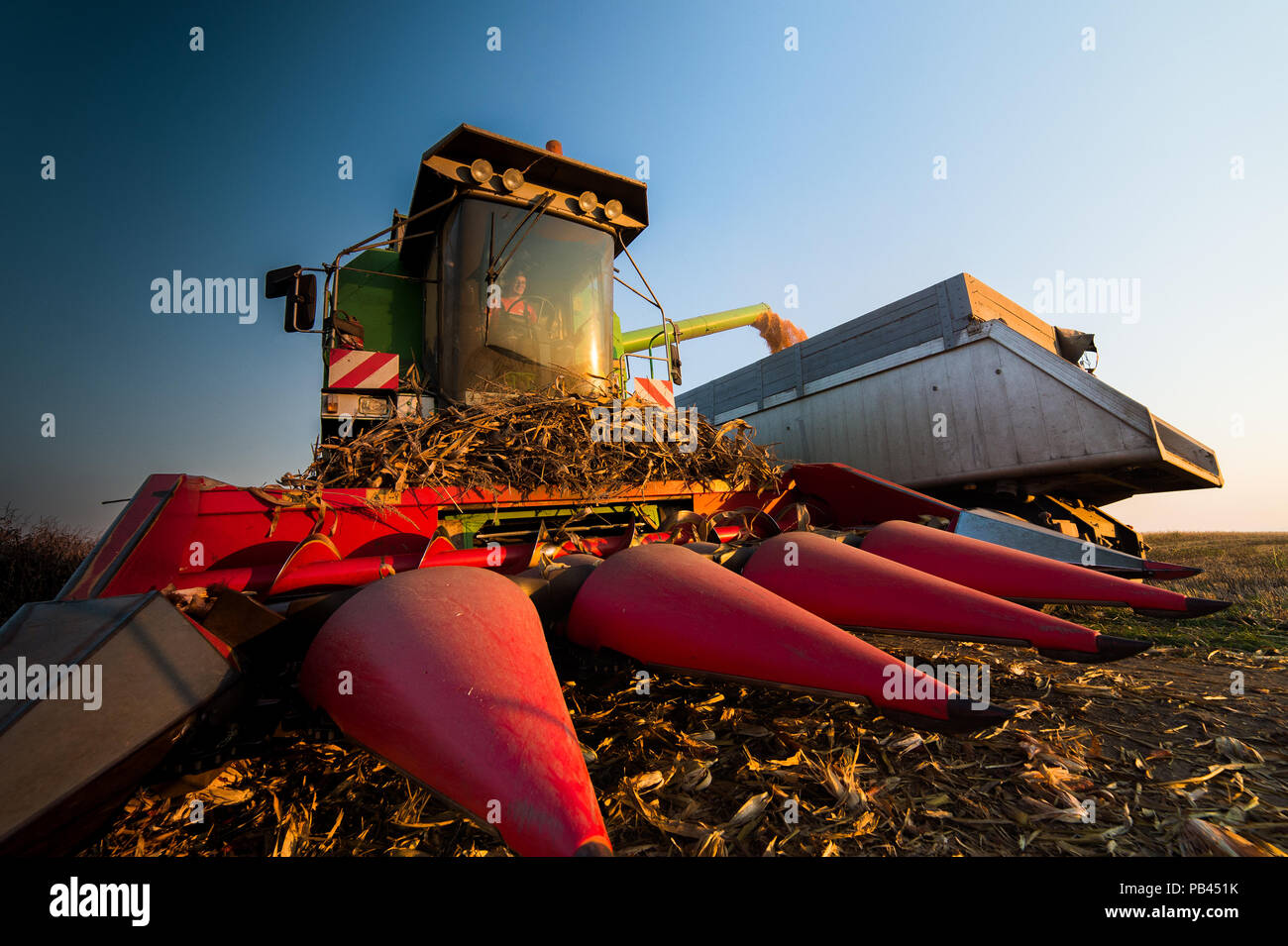 Pouring corn grain into tractor trailer after harvest Stock Photo - Alamy