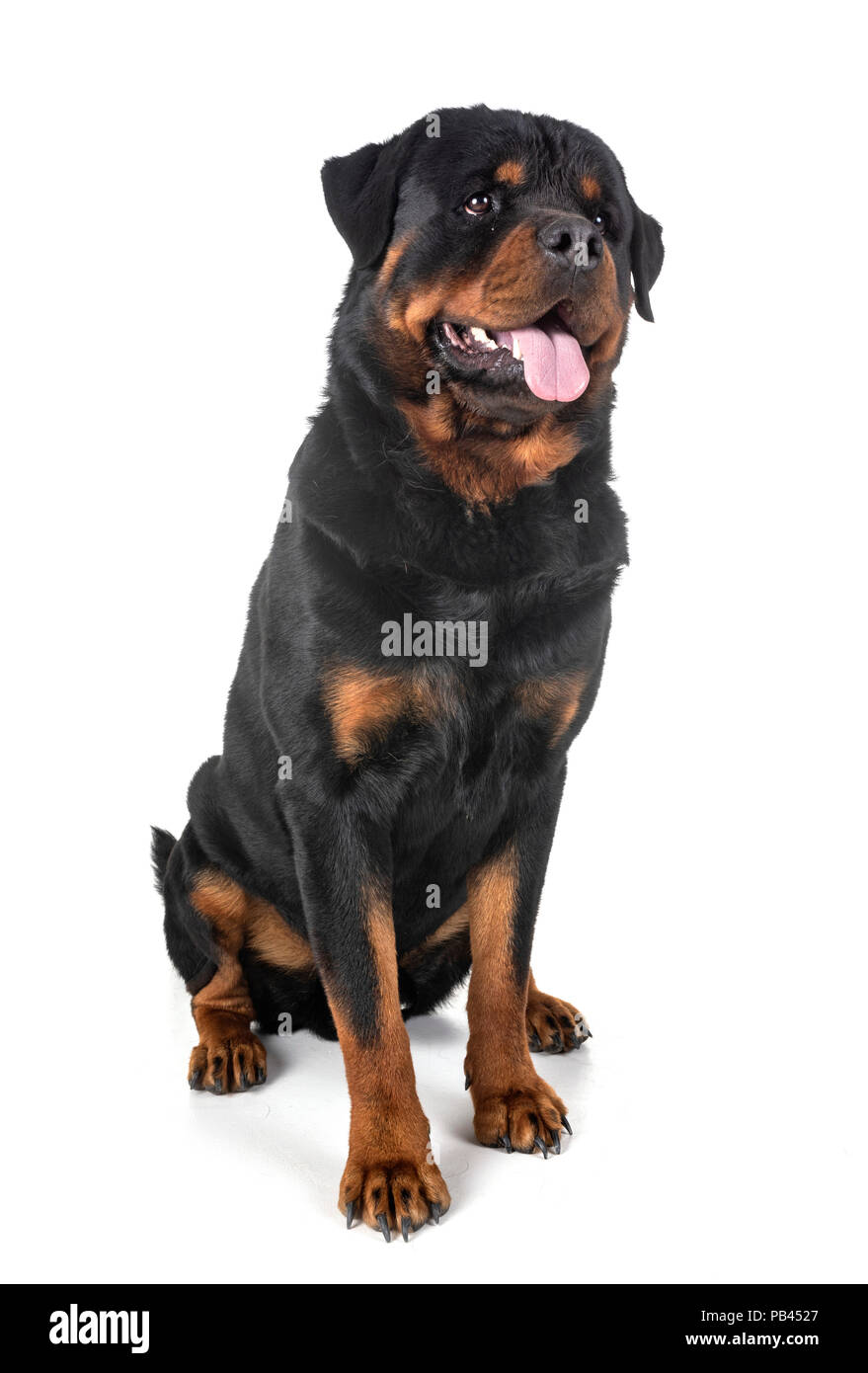 purebred rottweiler in front of white background Stock Photo - Alamy